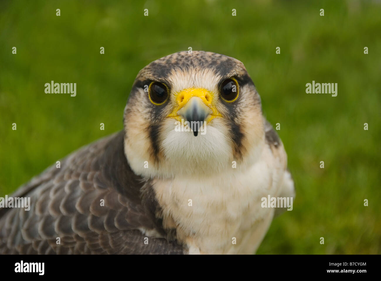 Peregrine Falcon close up portrait Stock Photo - Alamy