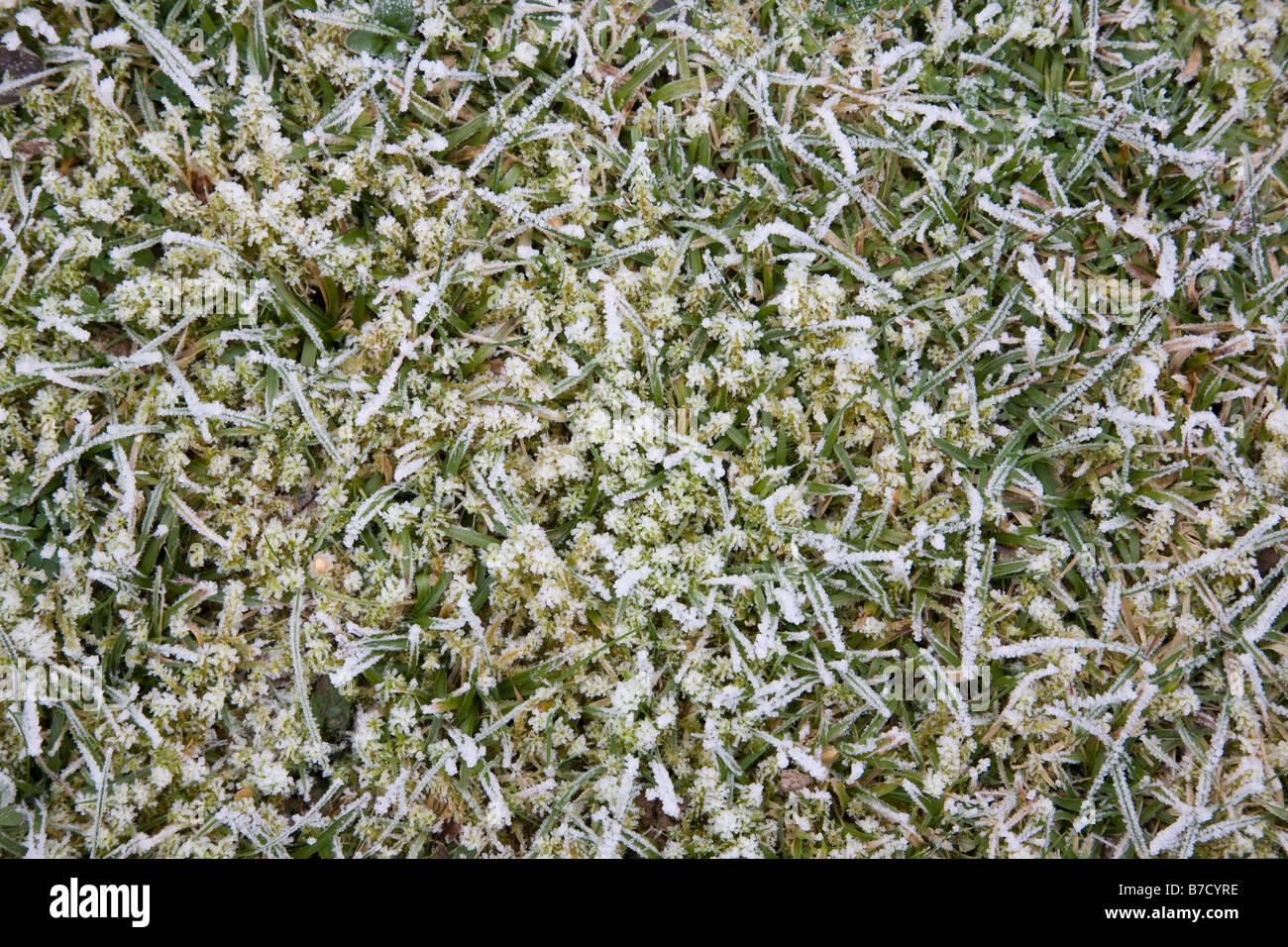 Frosted moss hi-res stock photography and images - Alamy