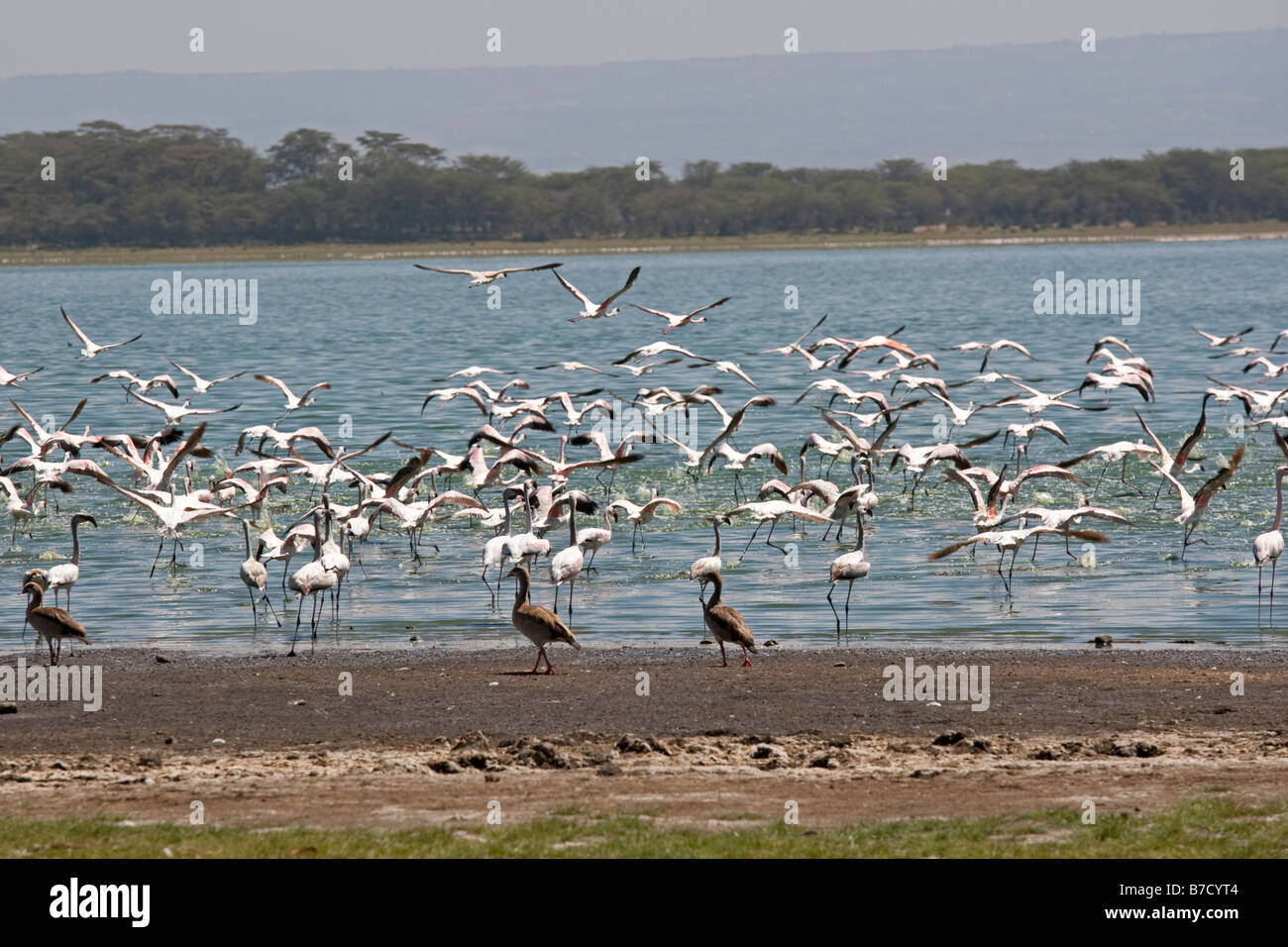 Flock of flamingo Lake Naivasha Rift Valley Kenya Stock Photo - Alamy