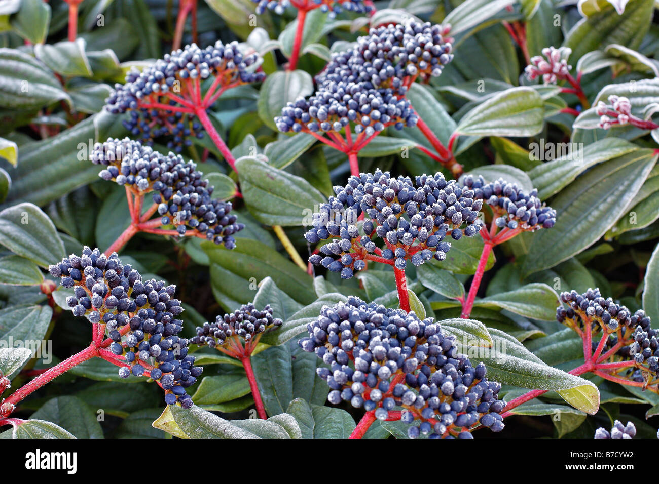 Viburnum davidii hi-res stock photography and images - Alamy