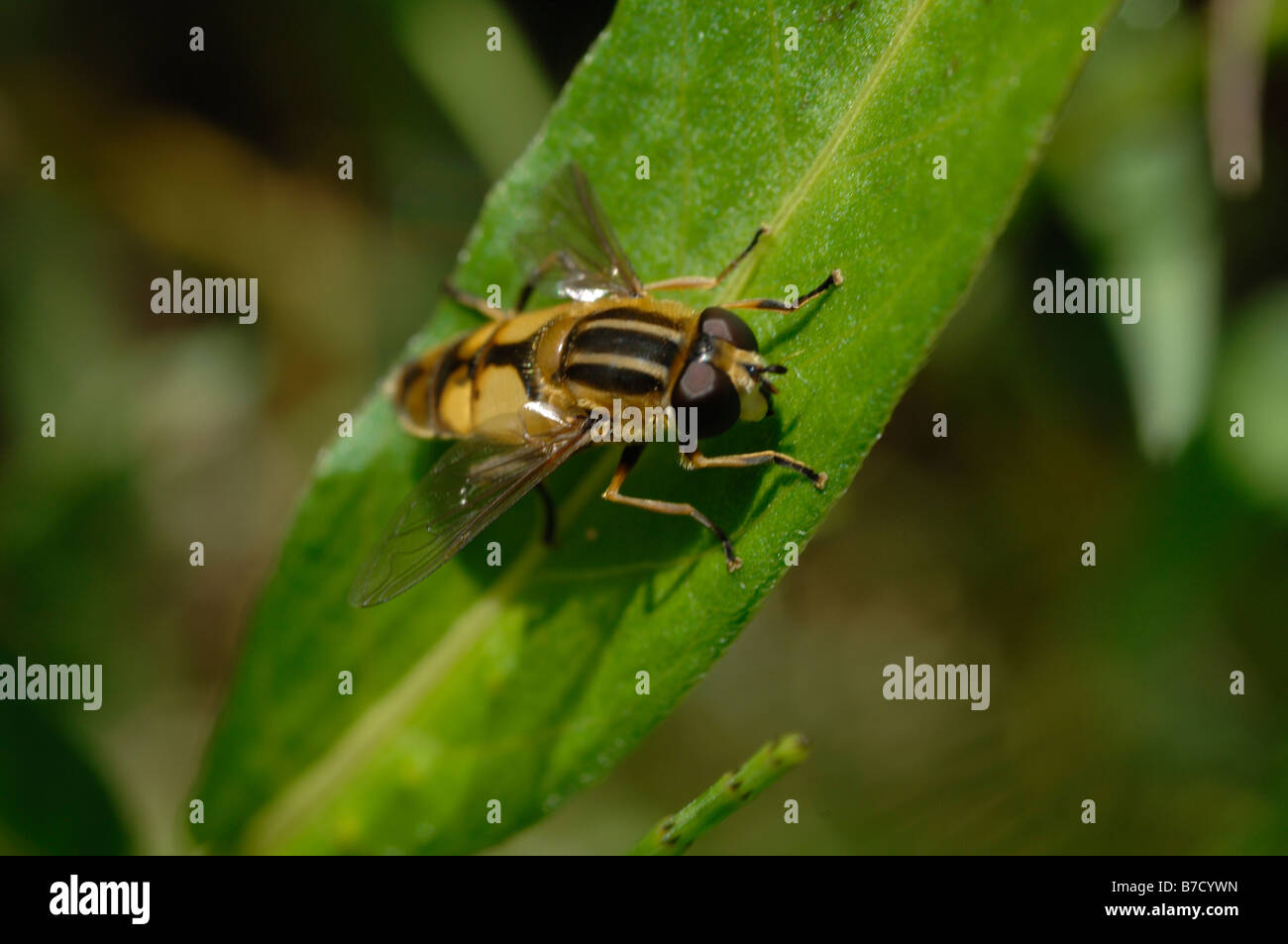 Helophilus pendulus hoverfly hi-res stock photography and images - Alamy