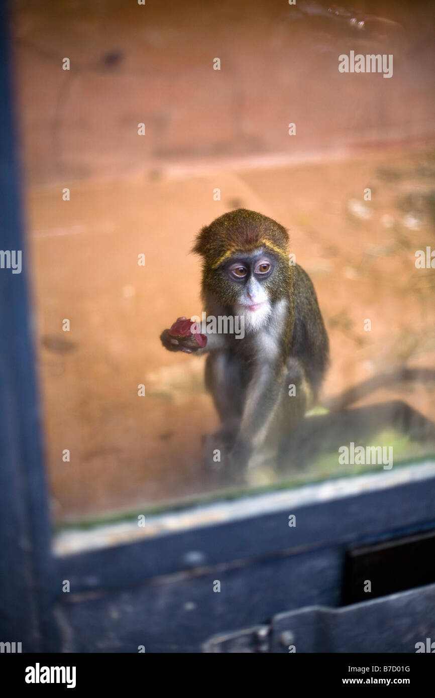 An infant De Brazza's Monkey (Cercopithecus neglectus) eating fruit in ...