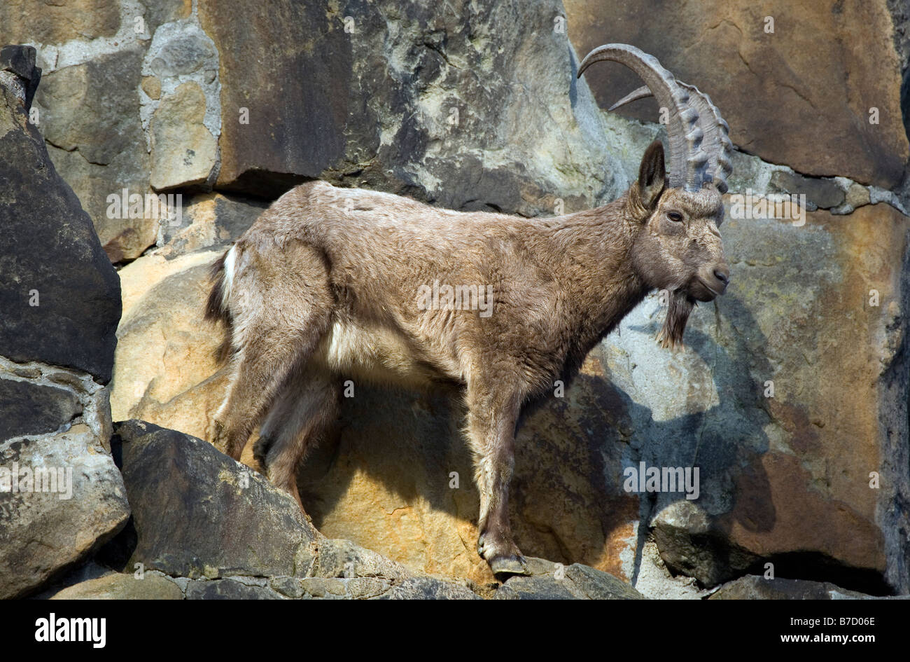 Mountain goat hi-res stock photography and images - Alamy