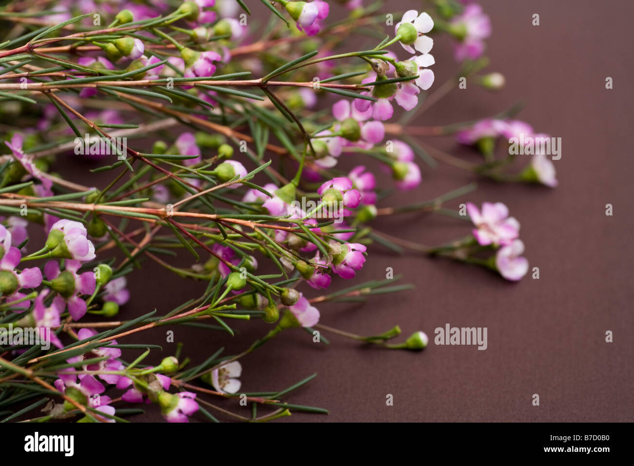 Gypsophila repens rosea hi-res stock photography and images - Alamy