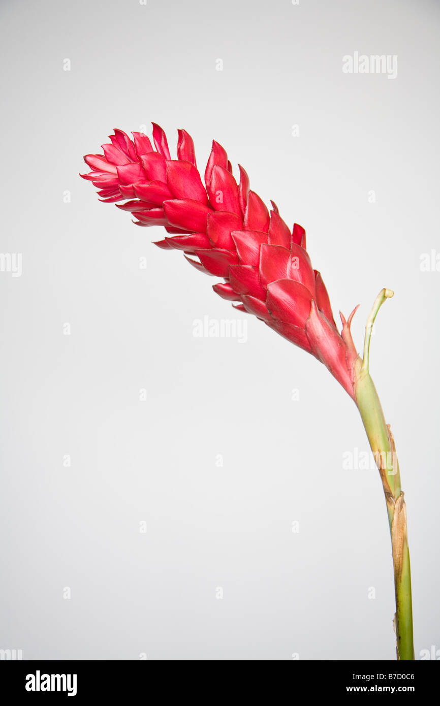 Red Ginger Alpinia Purpurata Flower Stock Photo Alamy