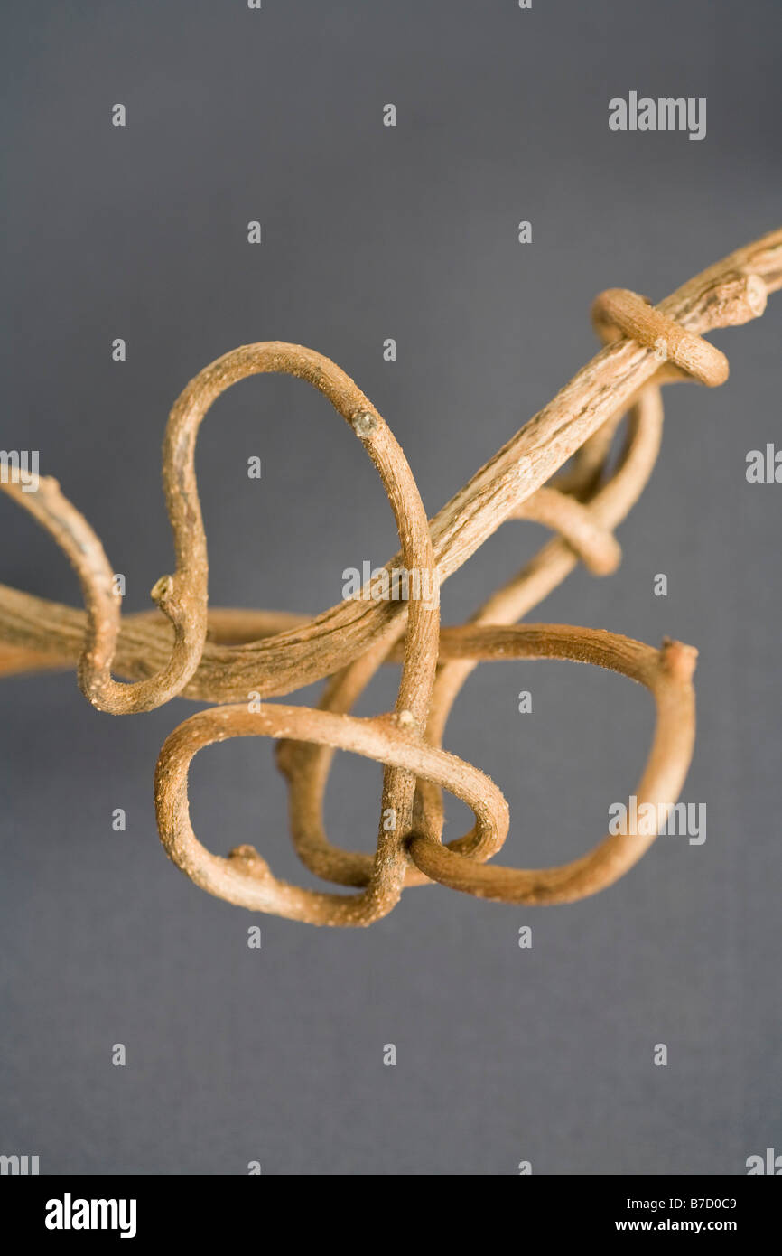 A dried plant root Stock Photo - Alamy