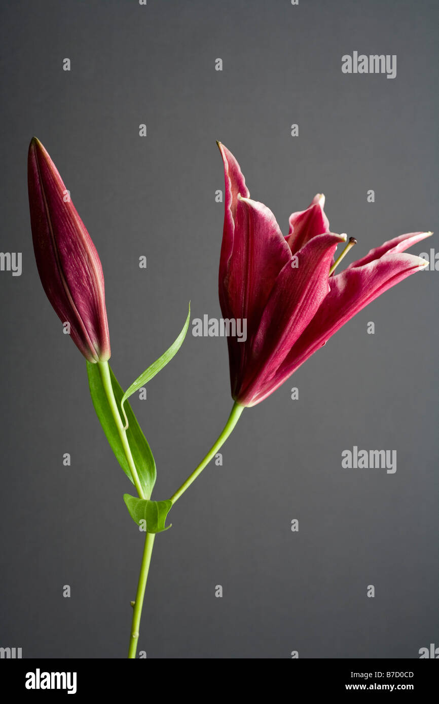 Stargazer lily hi-res stock photography and images - Alamy