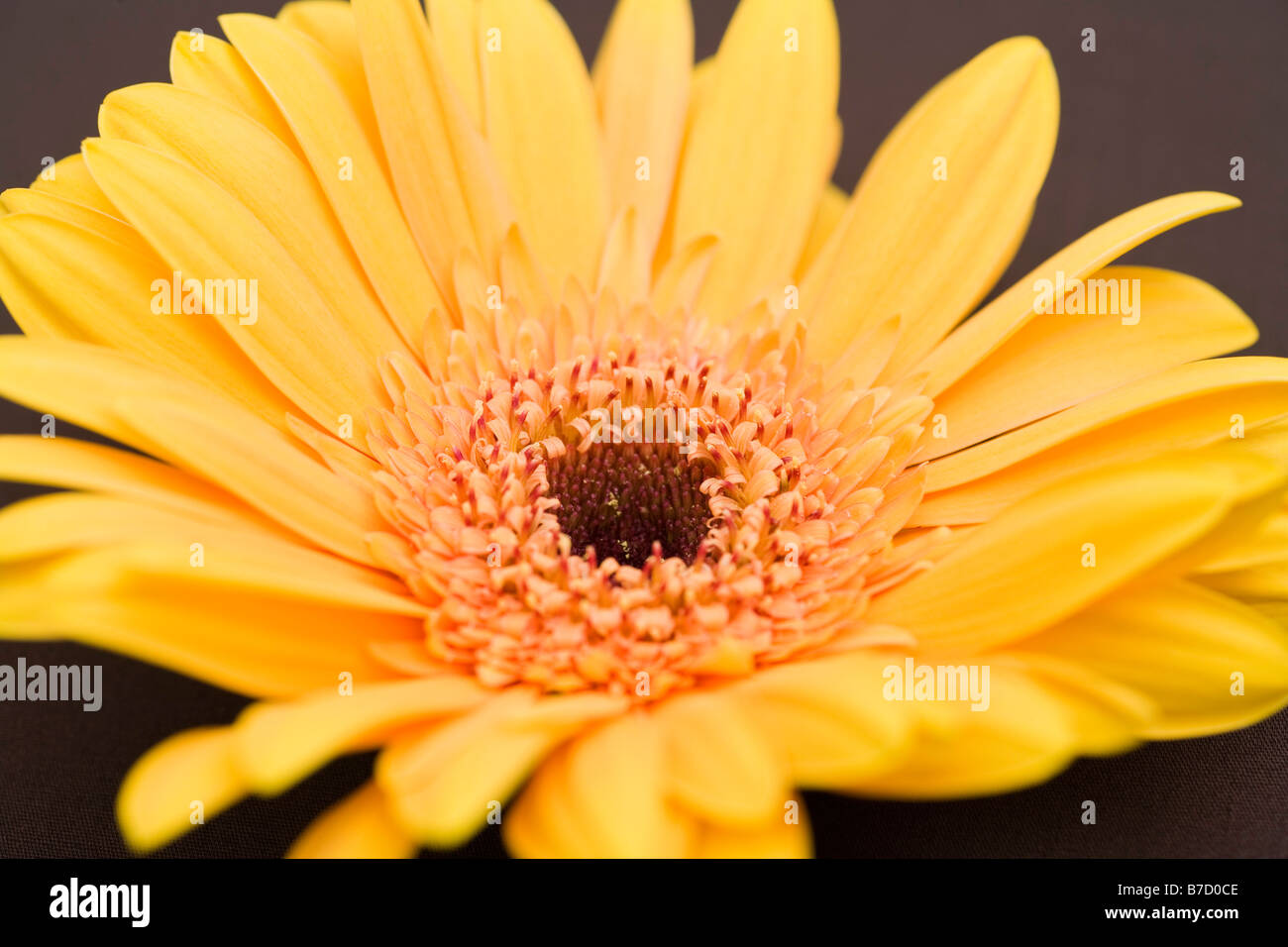 A Gerbera Daisy, close-up Stock Photo - Alamy