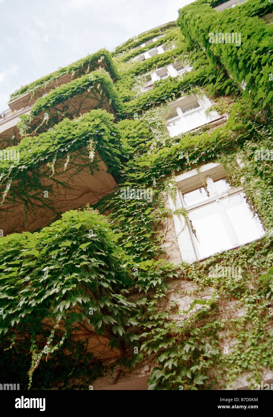 Plants growing up the facade of a building Stock Photo - Alamy