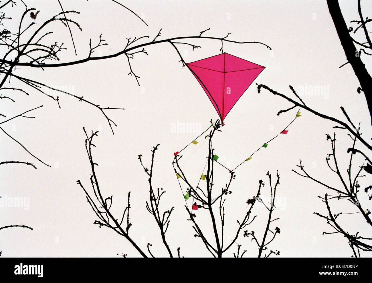 Kite stuck in tree hi-res stock photography and images - Alamy