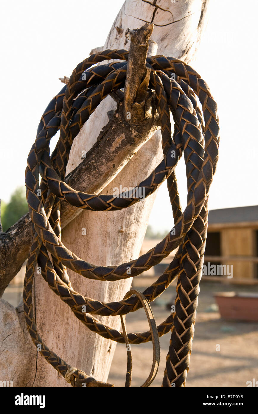 A leather whip hanging on a tree branch Stock Photo - Alamy