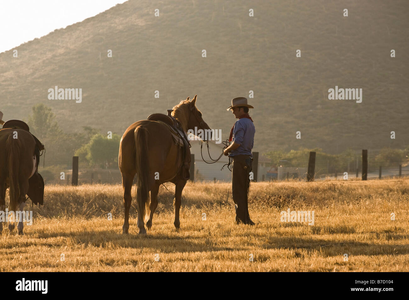 A cowboy standing in a field with horses Stock Photo - Alamy
