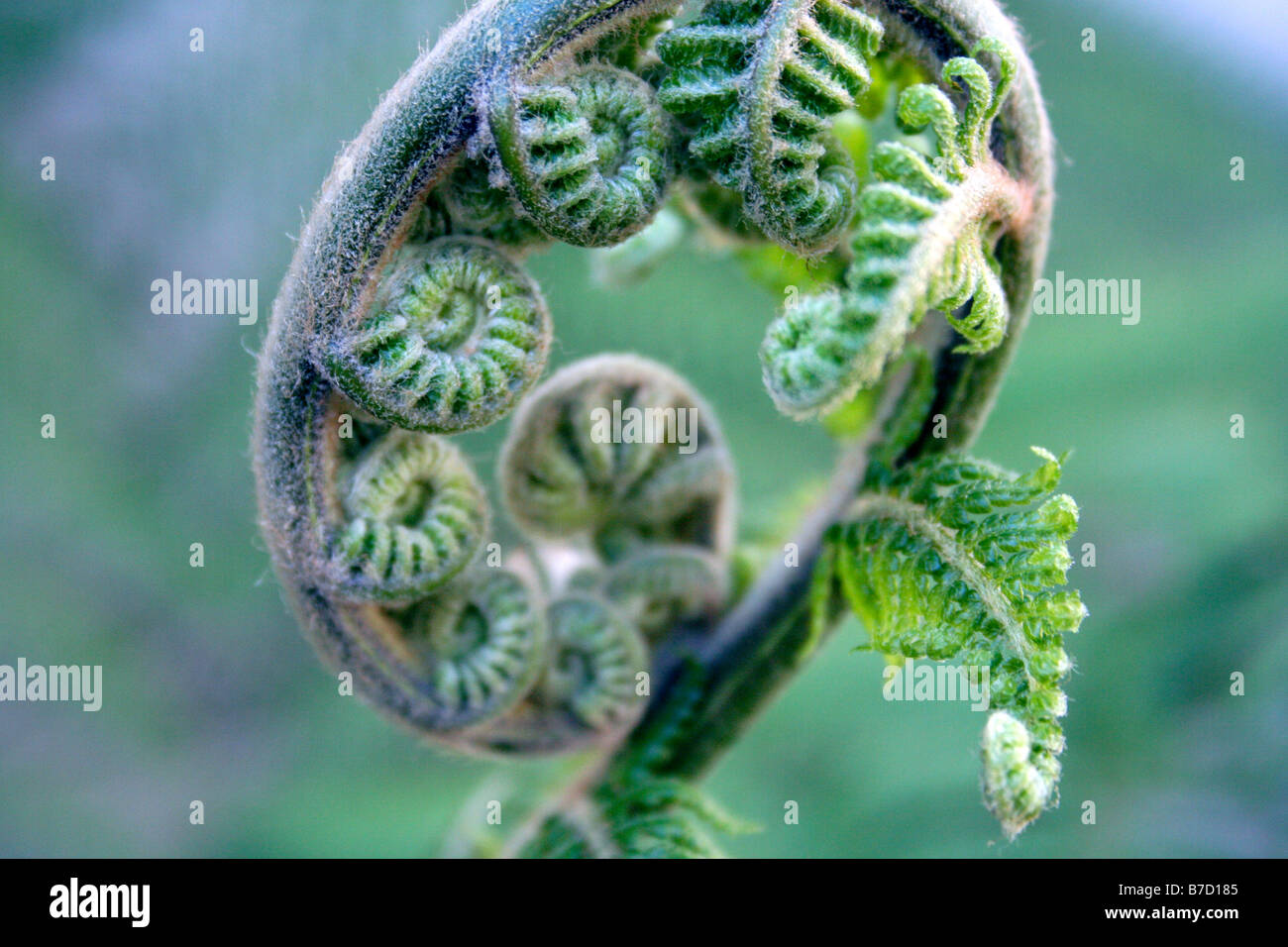 Uncurl hi-res stock photography and images - Alamy