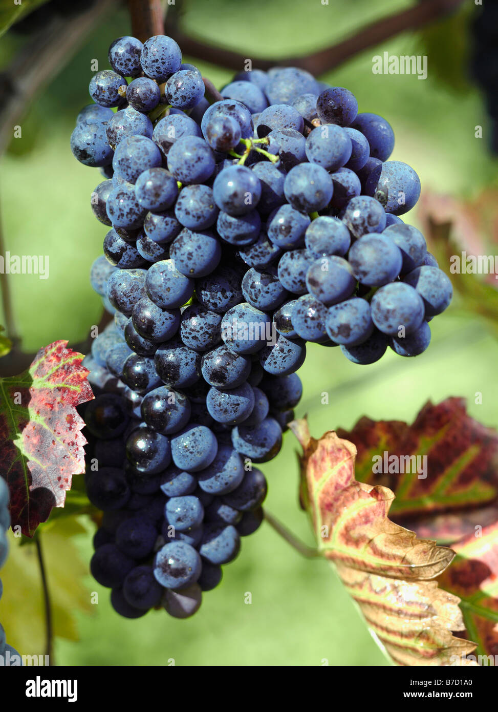 Grapes growing at a vineyard Stock Photo - Alamy