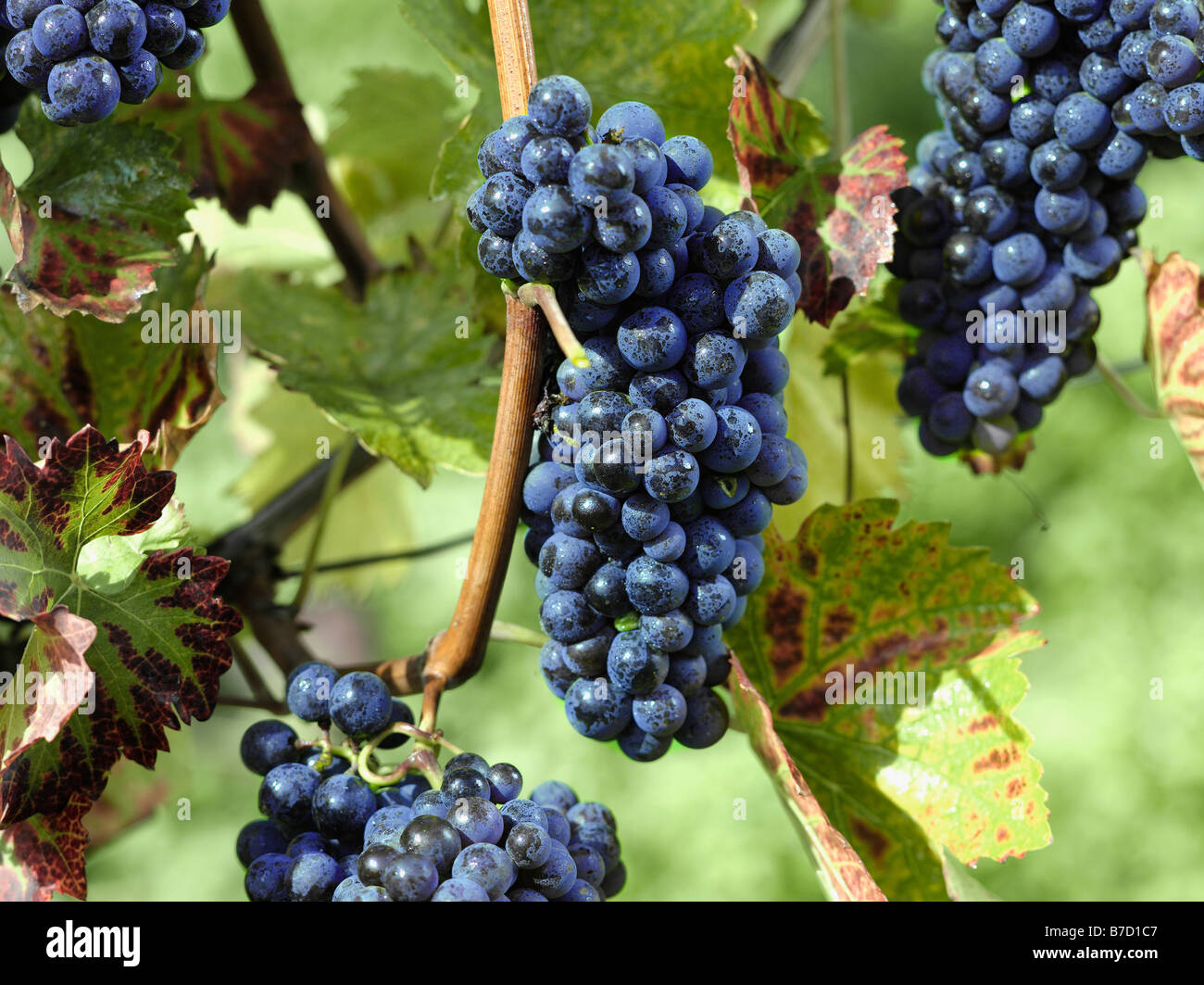 Grapes growing at a vineyard Stock Photo - Alamy
