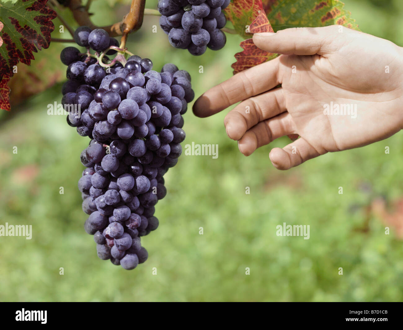 A human hand reaching for grapes growing at a vineyard Stock Photo - Alamy