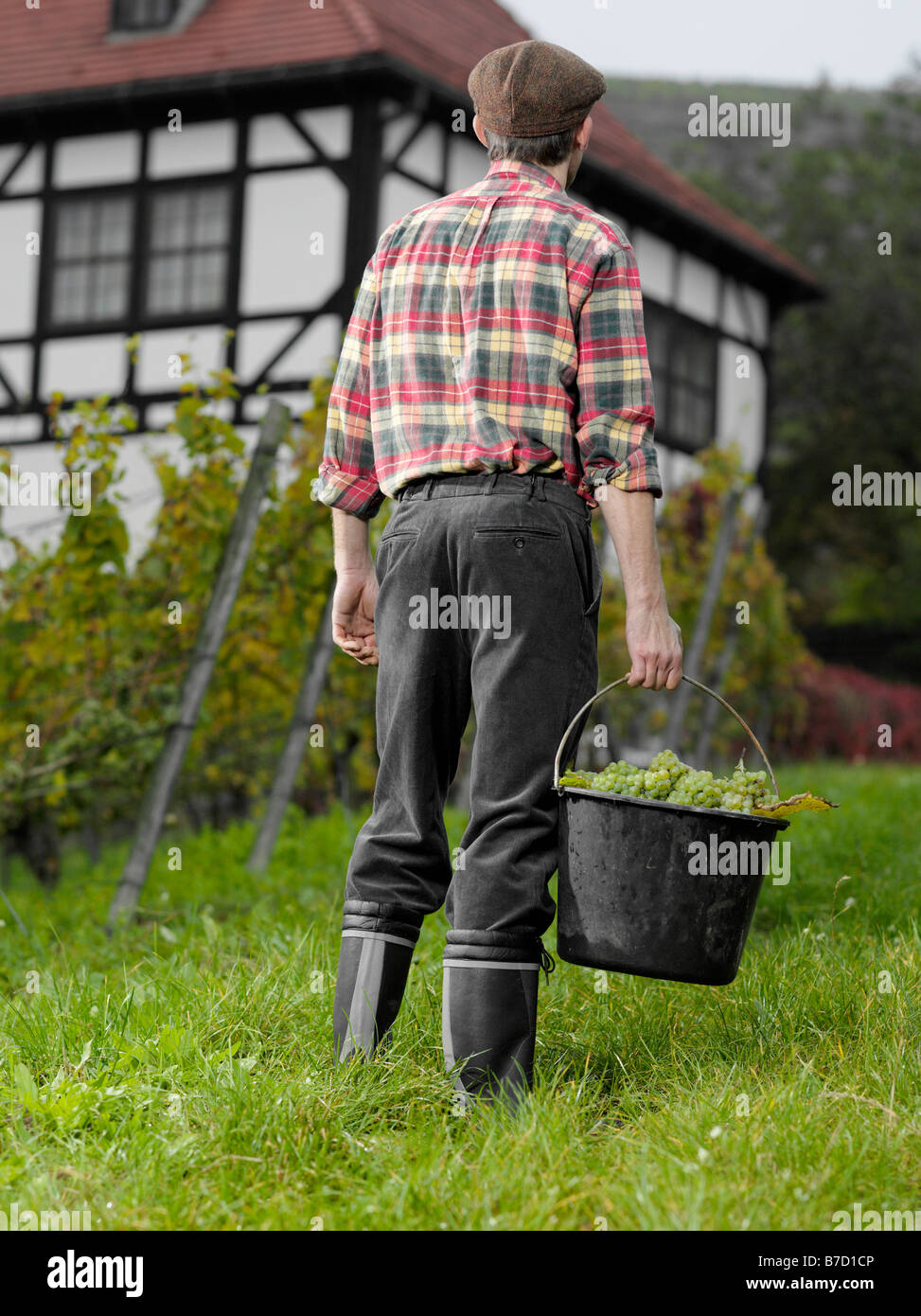 Man carrying bucket farm hi-res stock photography and images - Alamy