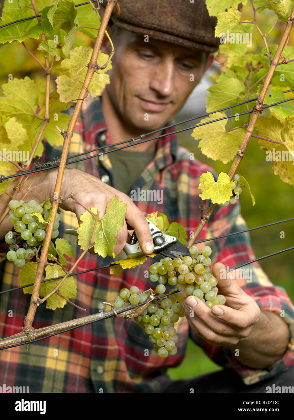 A vintner harvesting grapes Stock Photo - Alamy