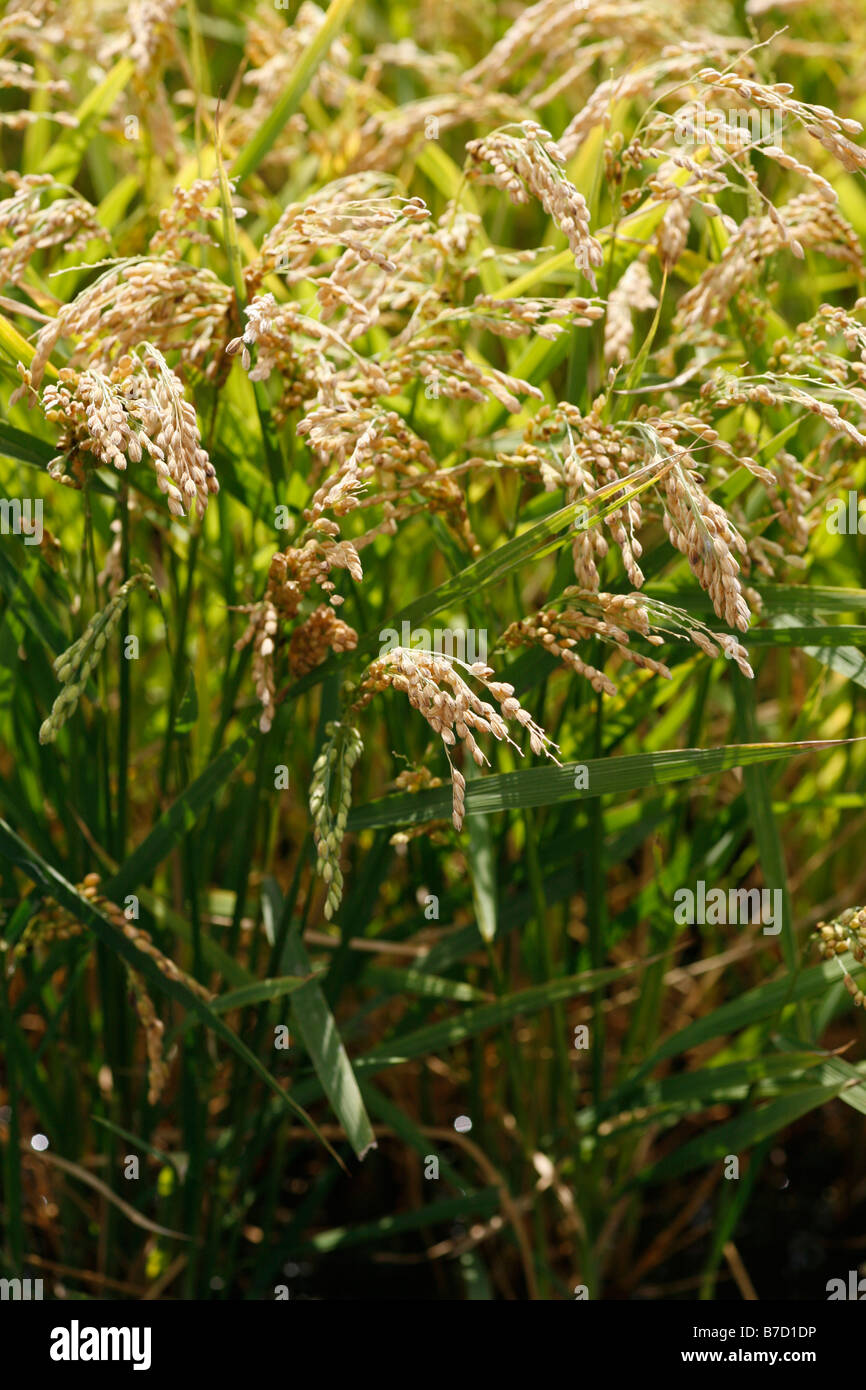 Rice growing in France Stock Photo - Alamy