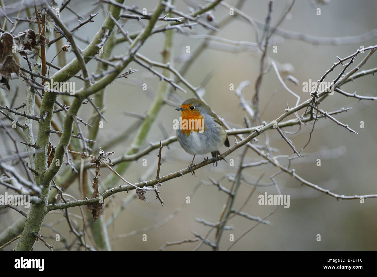 Robin birds hi-res stock photography and images - Alamy