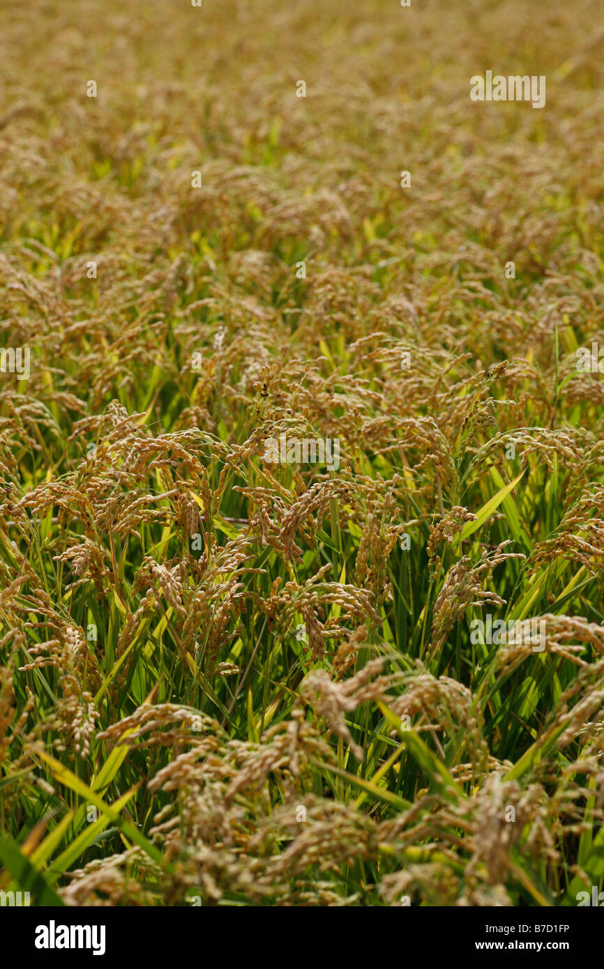 Rice growing in a field, Arles, France Stock Photo - Alamy