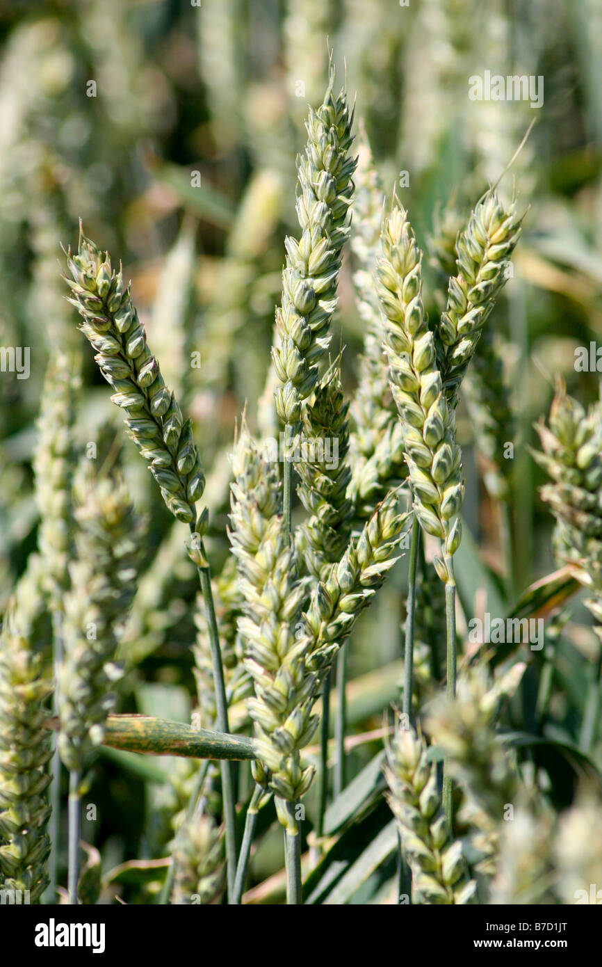Wheat, growing in a field, close-up Stock Photo - Alamy