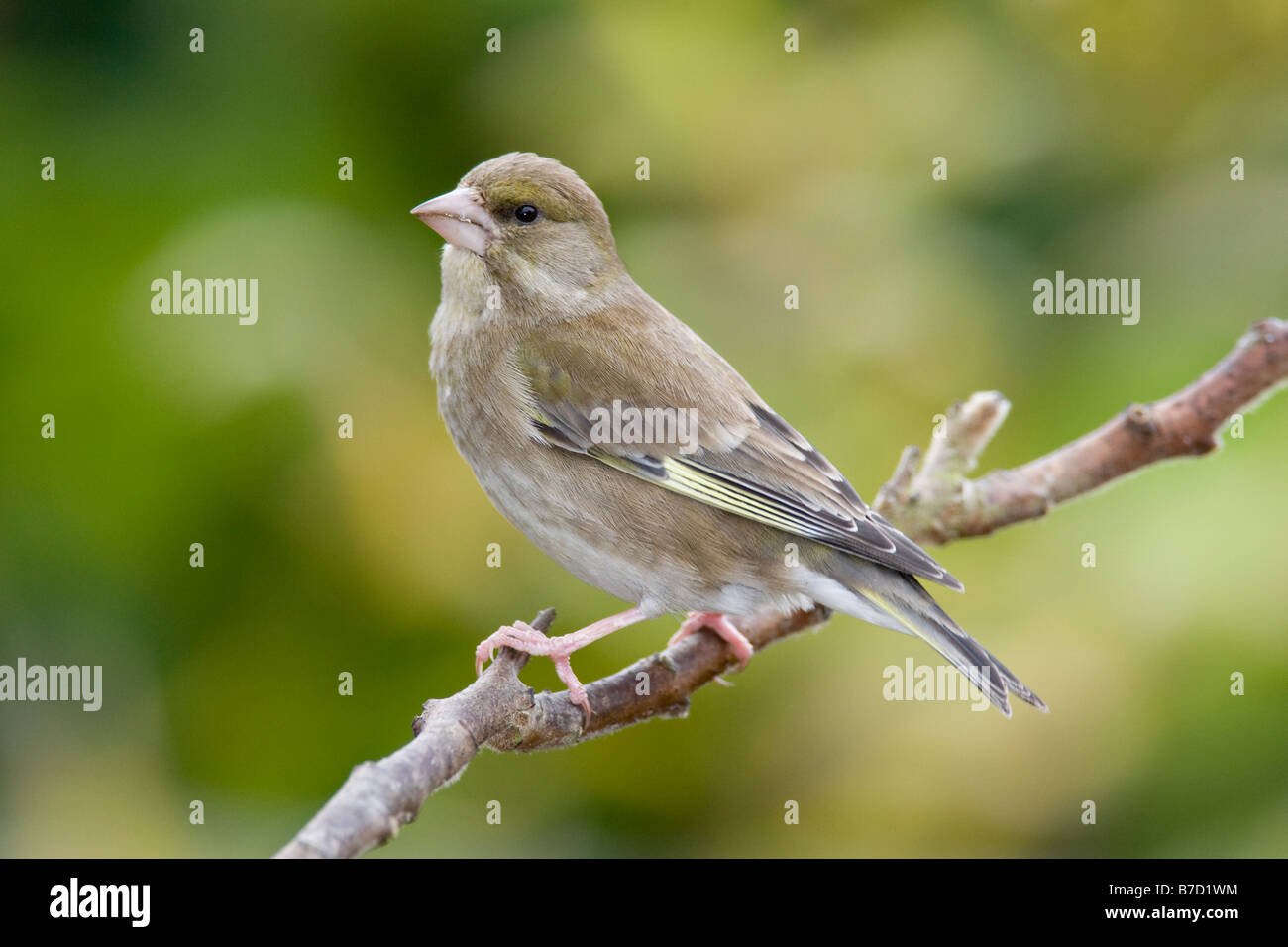 Greenfinch Carduelis chloris Fringillidae Juvenile Stock Photo - Alamy