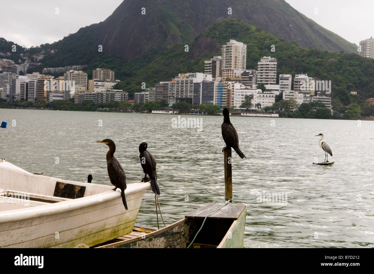 Birds waiting for their dinner at Rio's famouse Lagoon Stock Photo - Alamy