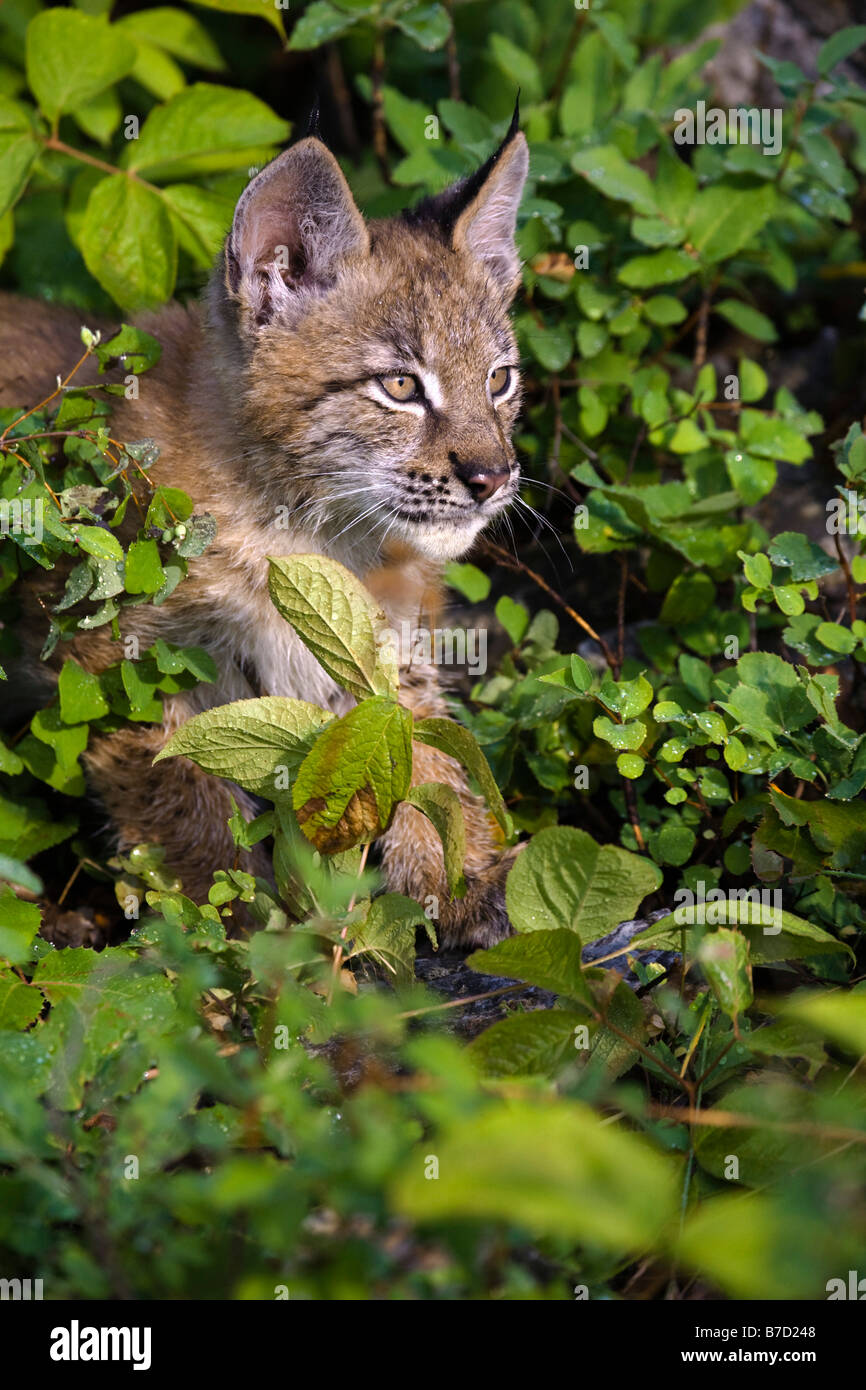 Lynx in bushes hi-res stock photography and images - Alamy