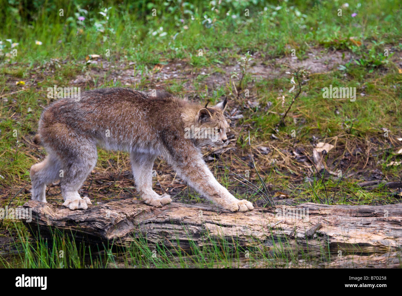 A canadian lynx hi-res stock photography and images - Alamy
