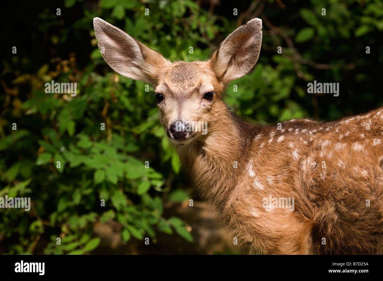 Mule deer with fawn hi-res stock photography and images - Alamy