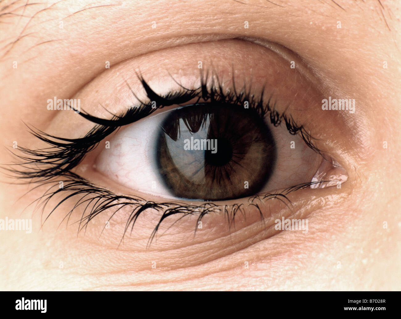 Close up photography of a womans eye hi-res stock photography and ...