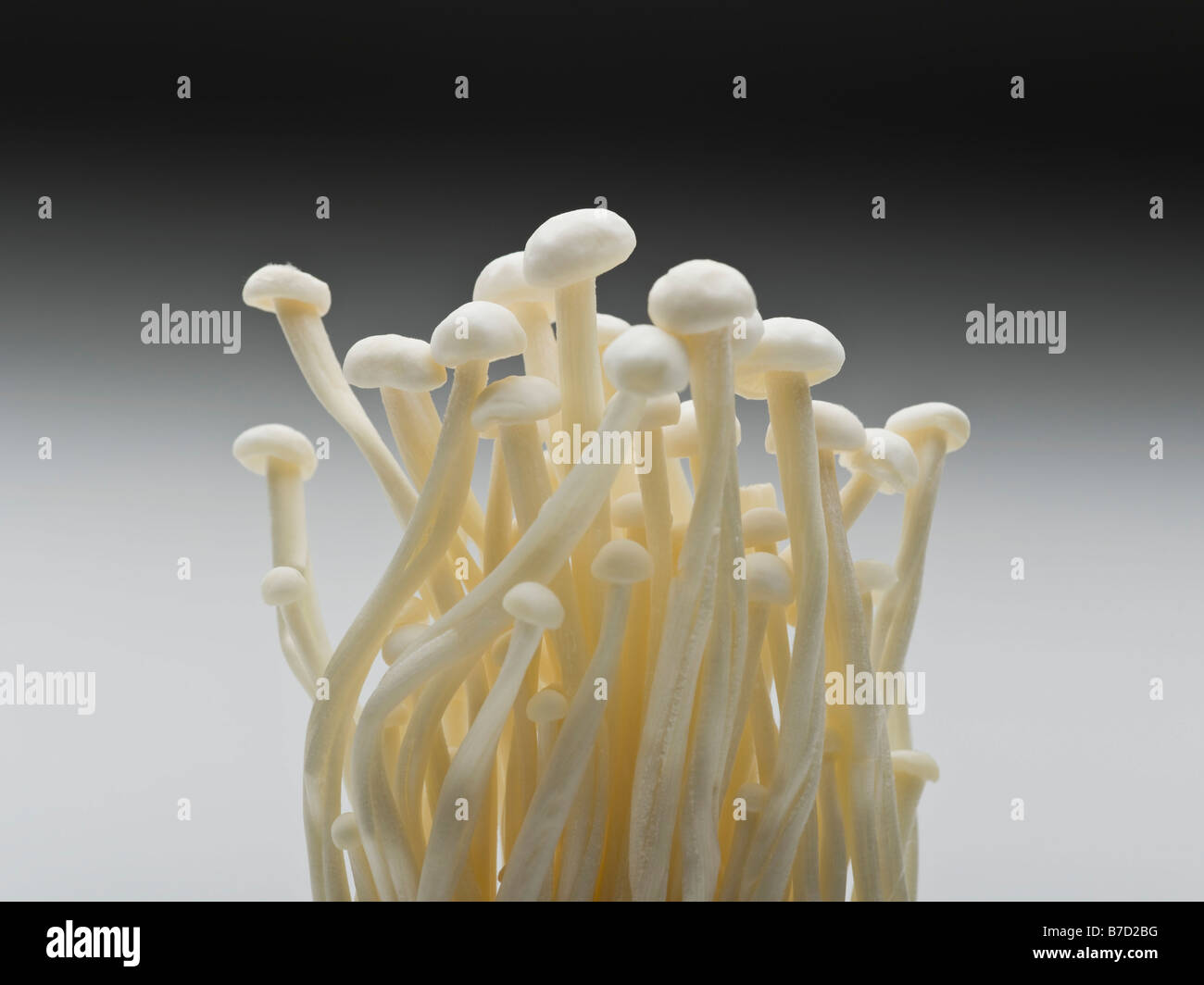 Enokitake hi-res stock photography and images - Alamy