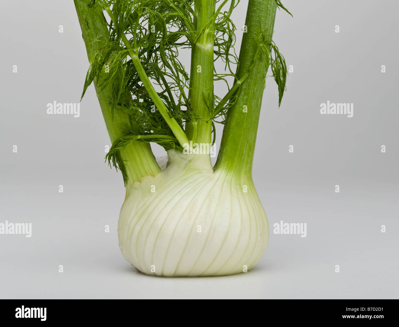 Fennel stalk hi-res stock photography and images - Alamy