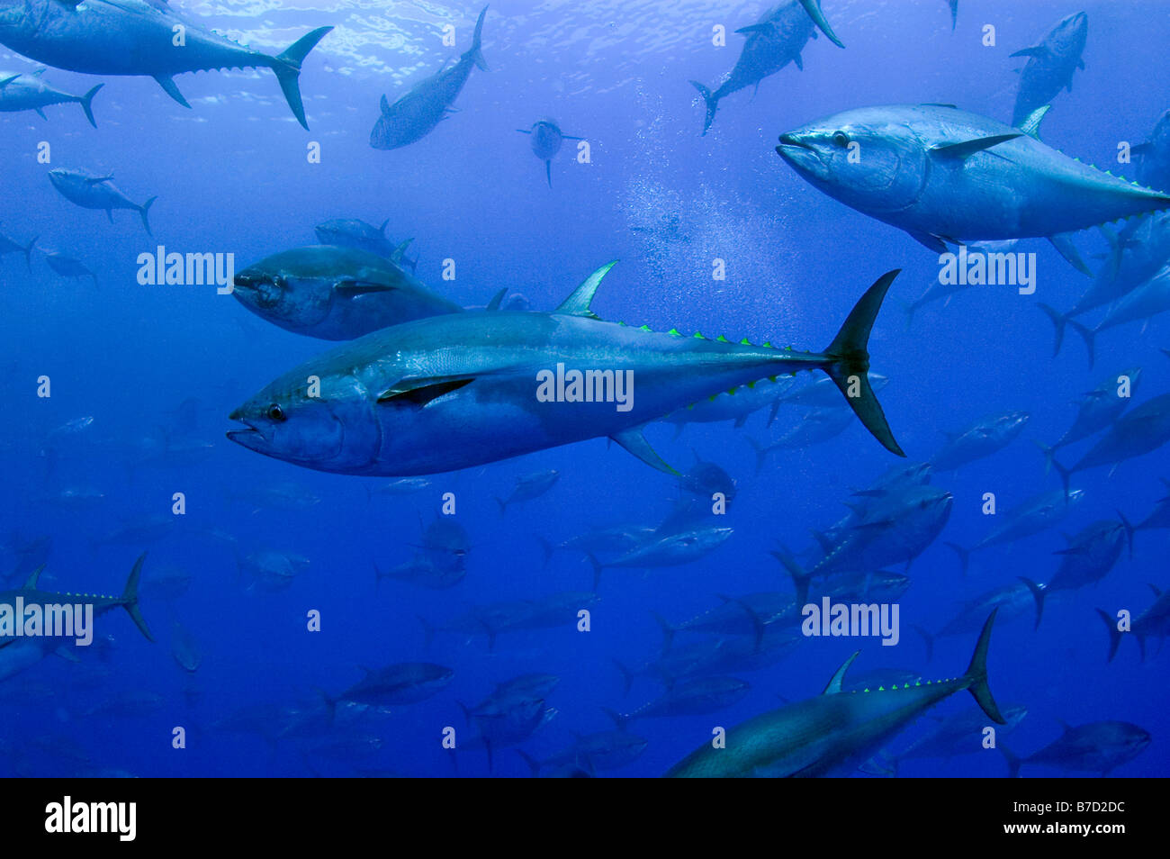 Captive Bluefin Tuna inside a transport cage being taken to Tuna Farm ...