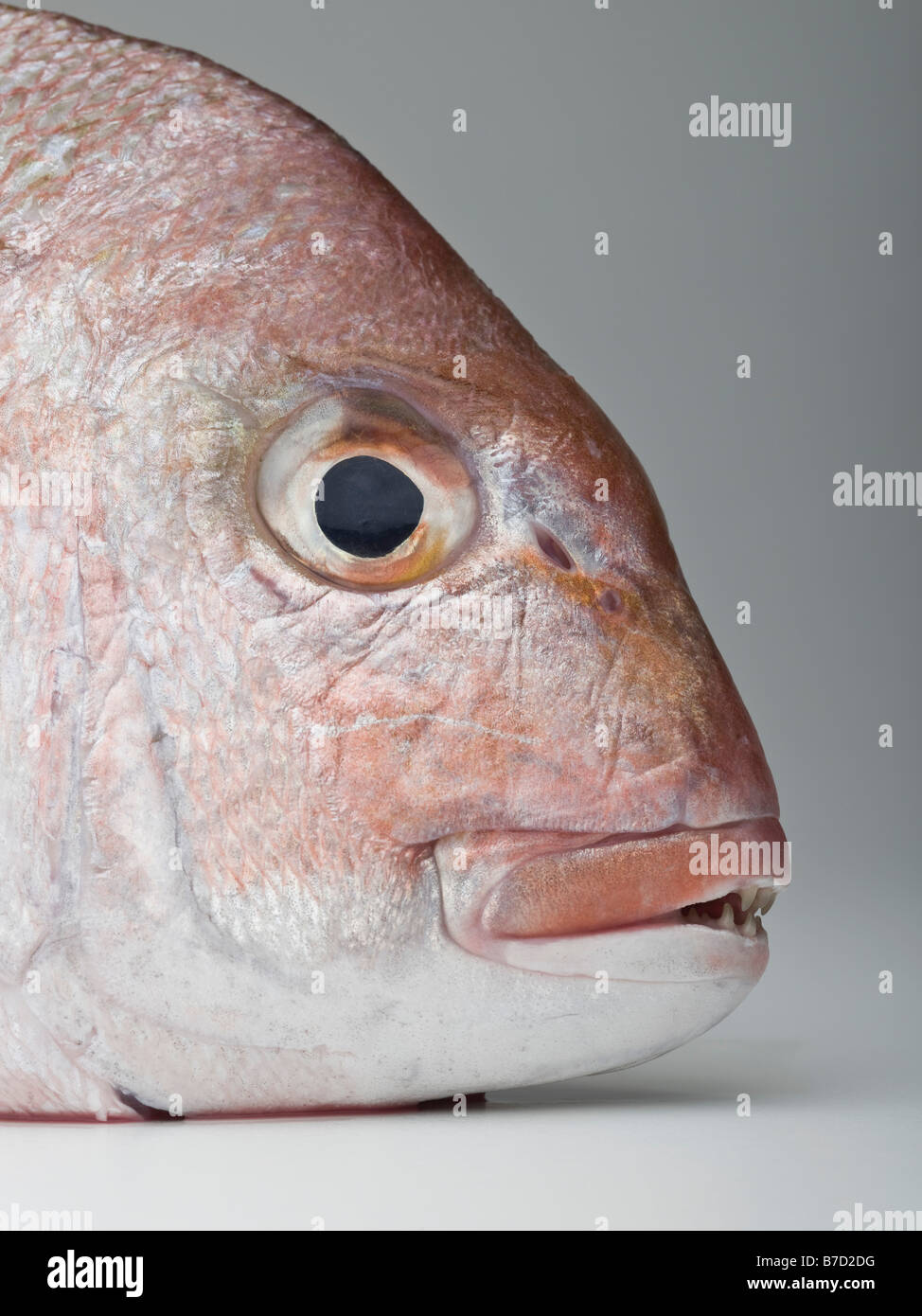 Detail of a red sea bream Stock Photo - Alamy