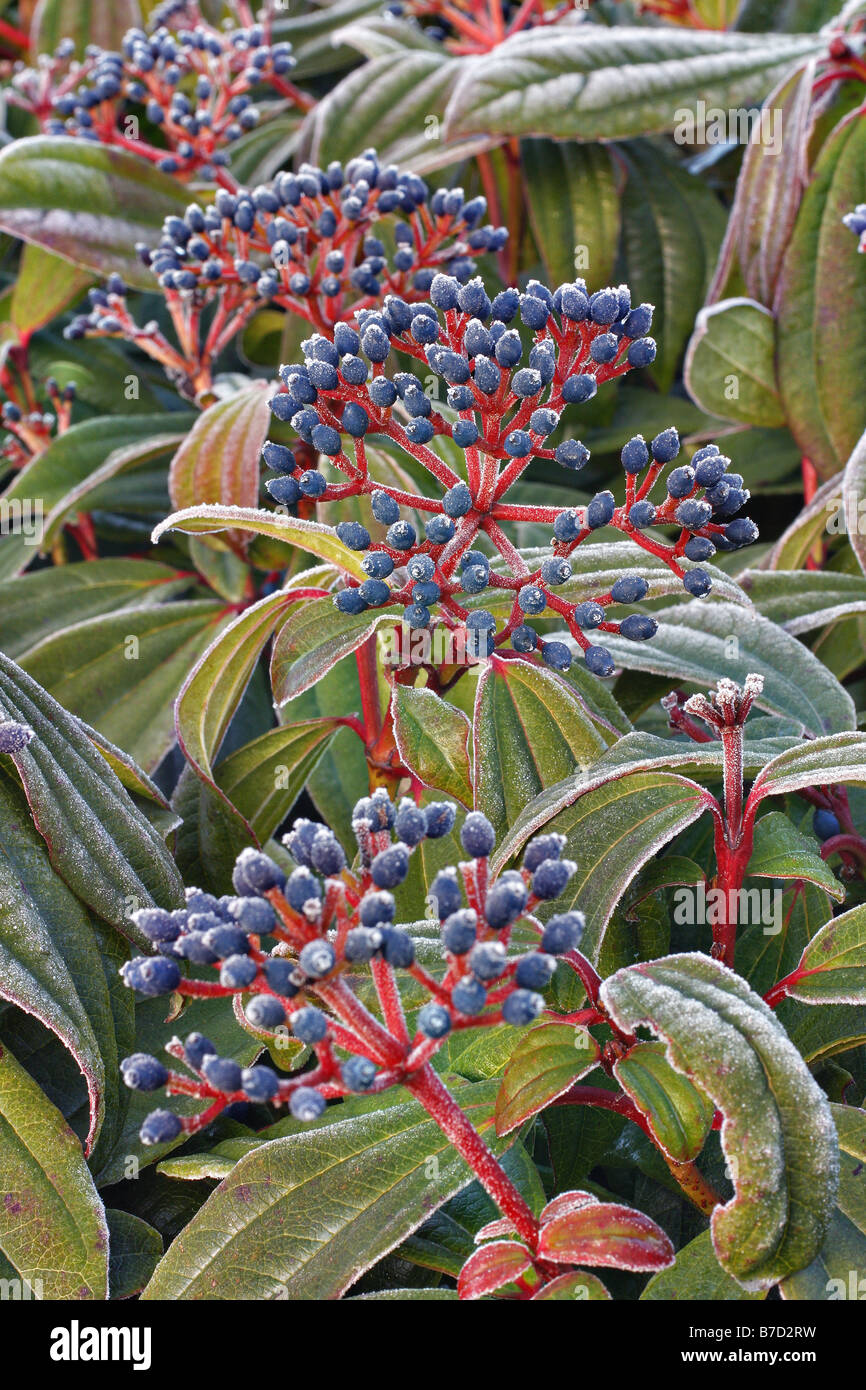 Viburnum Davidii High Resolution Stock Photography and Images - Alamy