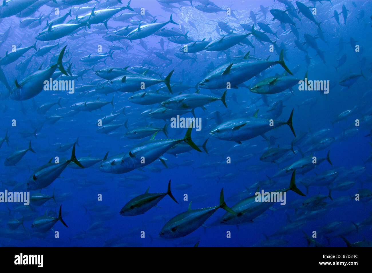 Iccat hi-res stock photography and images - Alamy