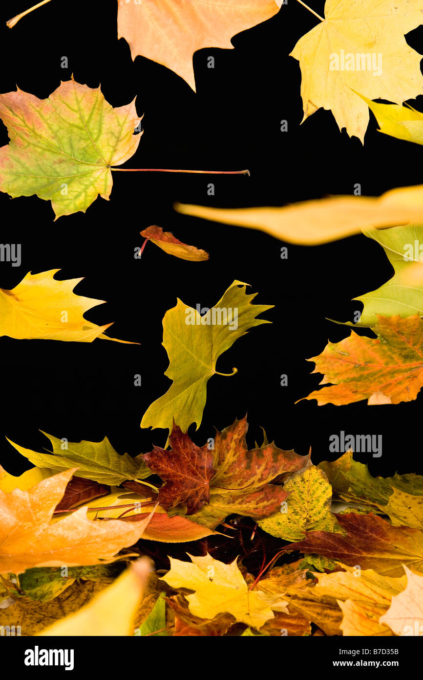 Autumn falling leaves frame hi-res stock photography and images - Alamy