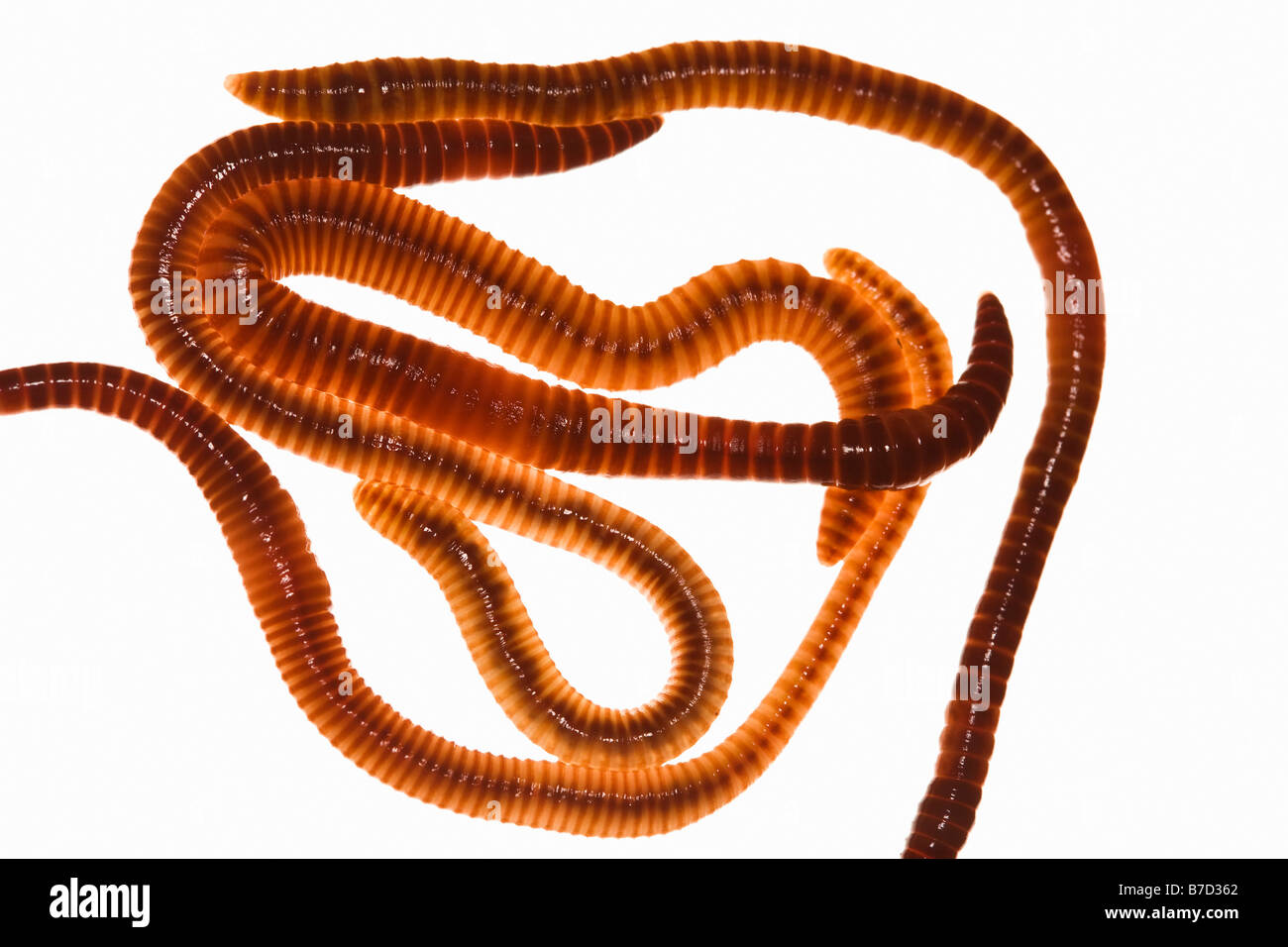 No worms hi-res stock photography and images - Alamy