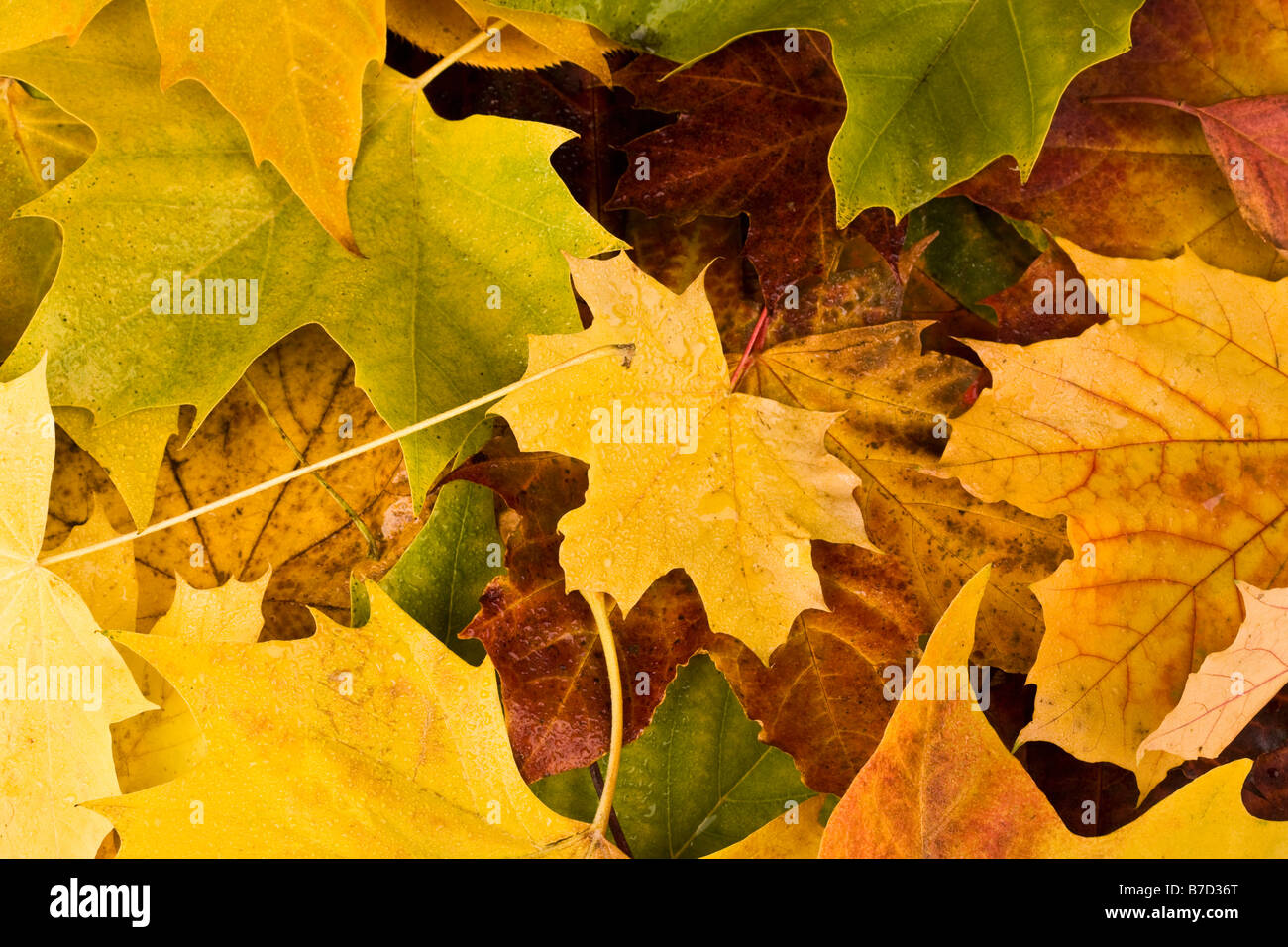 Series of leaves hi-res stock photography and images - Alamy