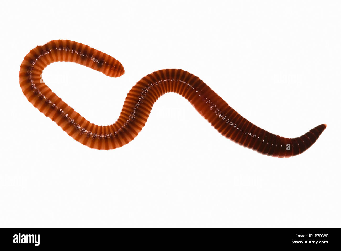 Worm hi-res stock photography and images - Alamy
