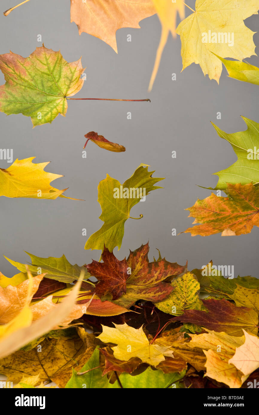 Falling autumn leaves Stock Photo - Alamy