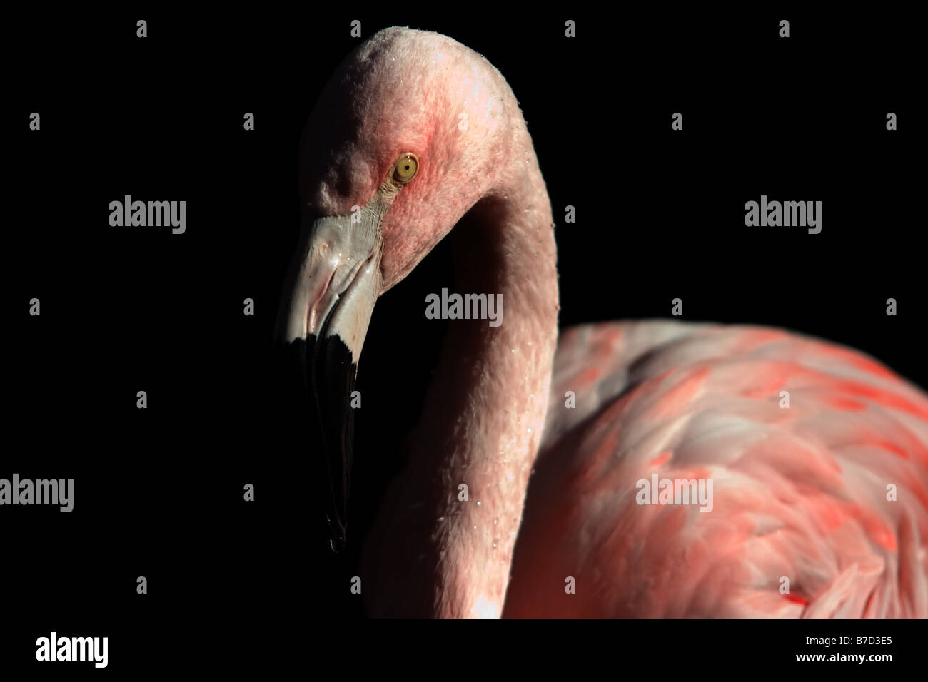 Pink flamingo against a black background Stock Photo - Alamy
