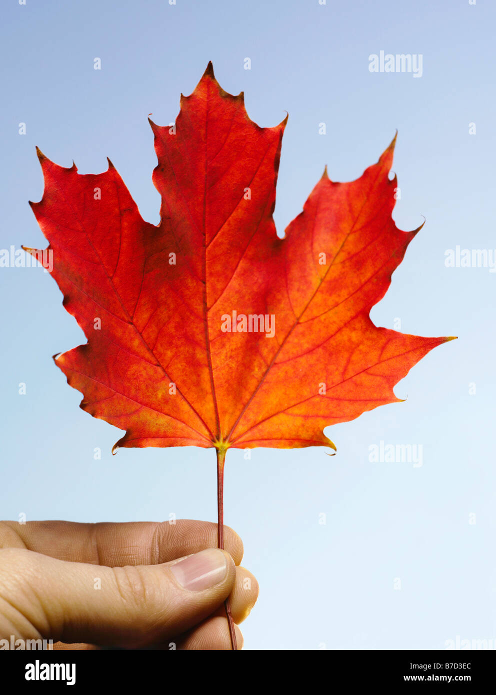 A human hand holding a maple tree leaf up to the sun Stock Photo - Alamy