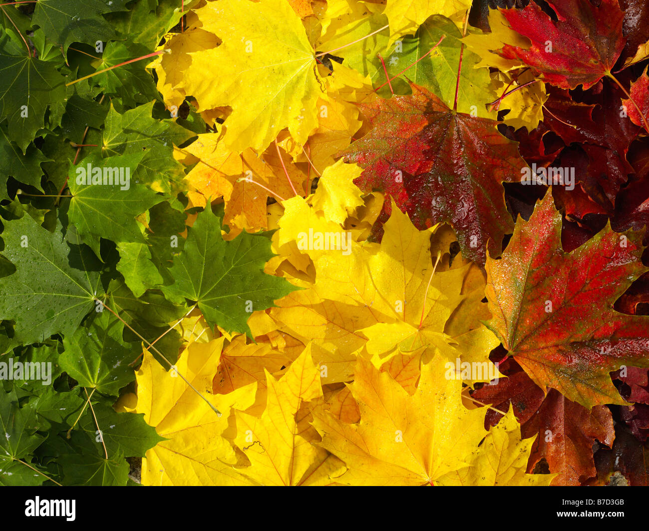 A pile of maple leaves Stock Photo - Alamy