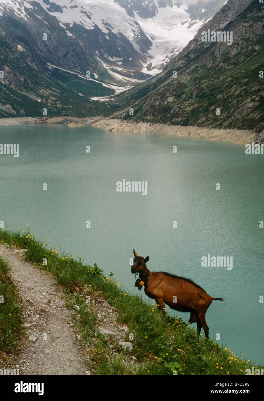 Goat ledge hi-res stock photography and images - Alamy