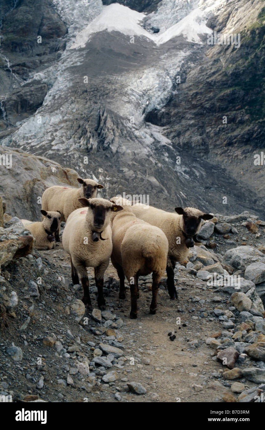 Sheep on a mountain pathway Stock Photo - Alamy