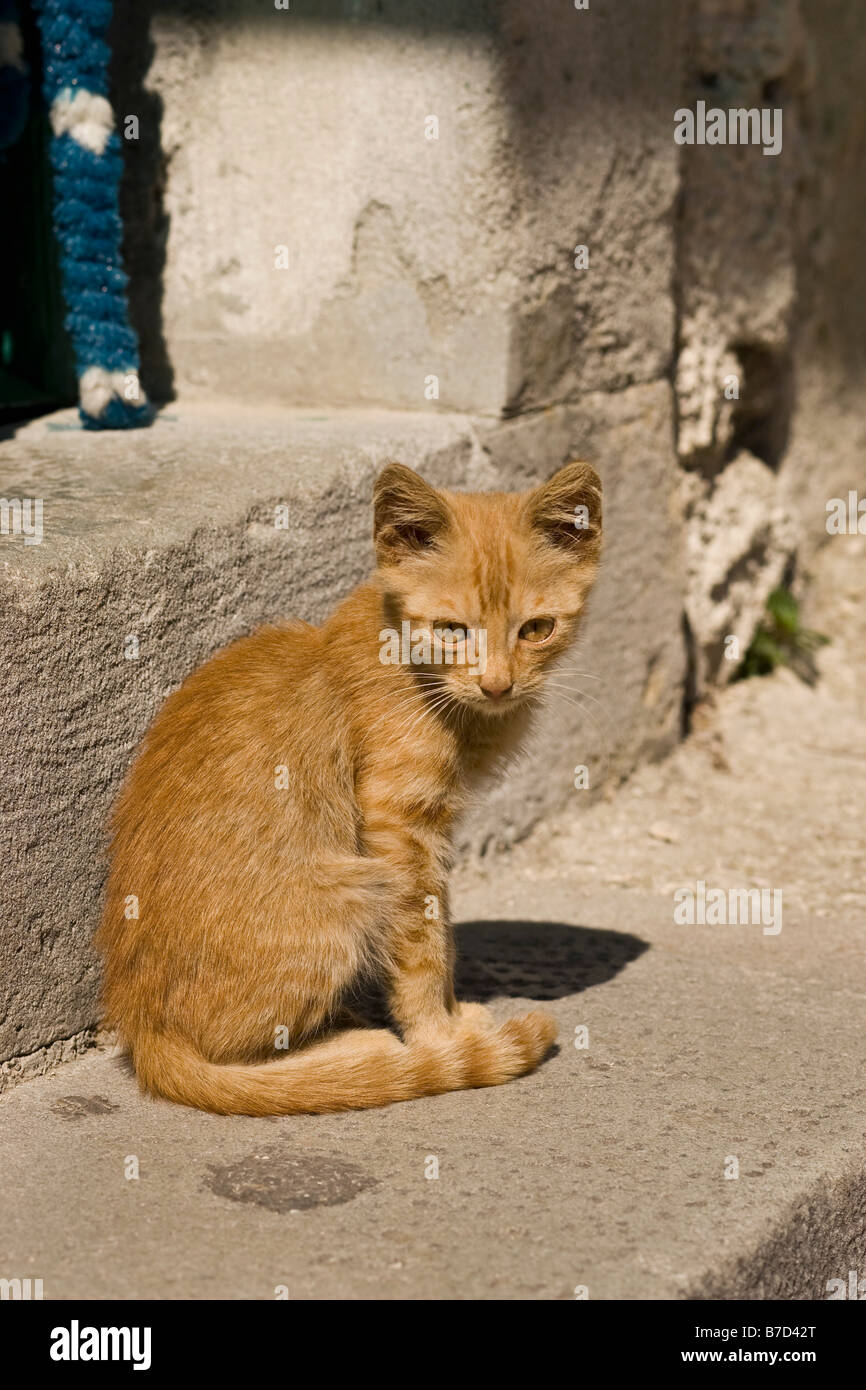 A kitten sitting on steps, outdoors Stock Photo - Alamy