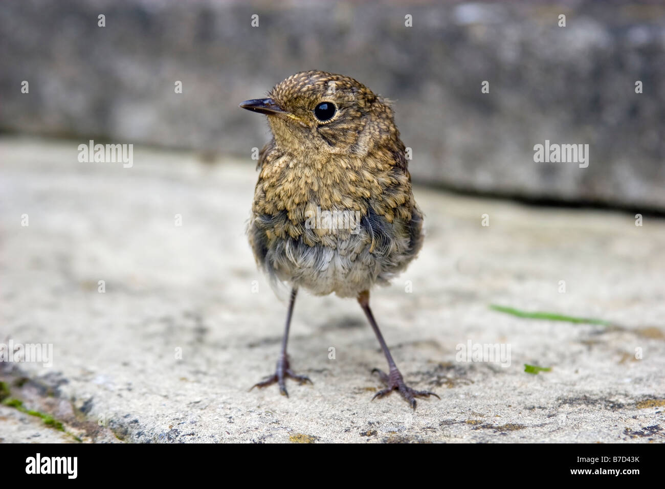 Juvenile Robin Erithacus rubecula (Turdidae Stock Photo - Alamy